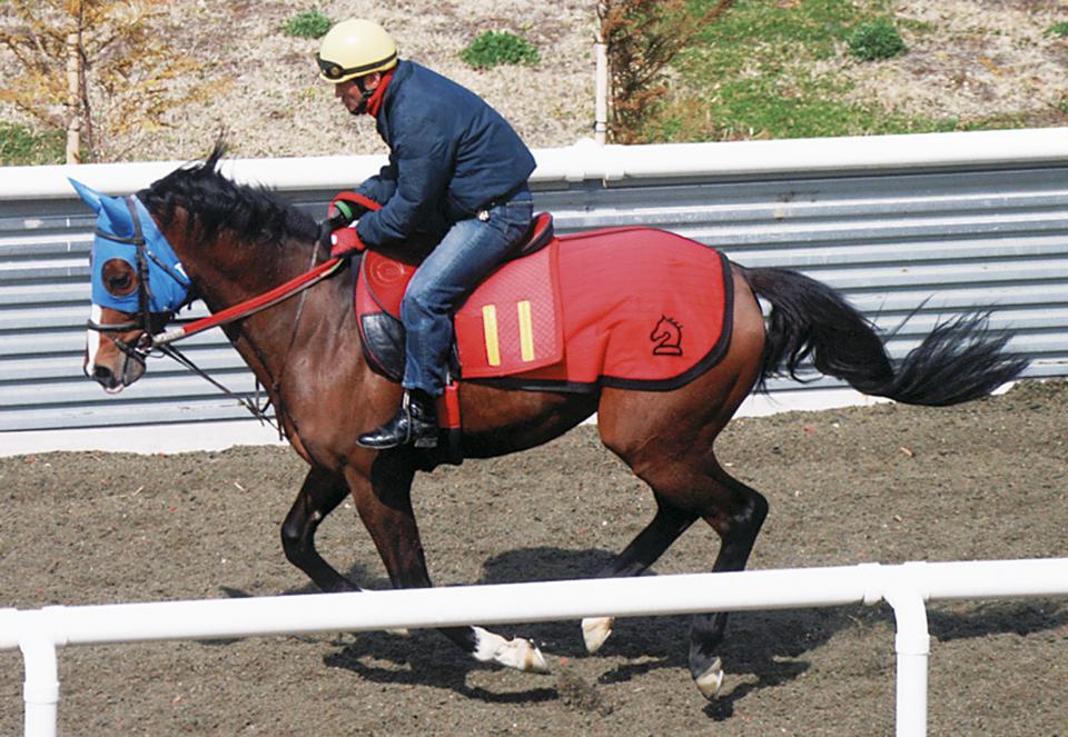シルクマイスター｜シルク・ホースクラブ公式｜Silk Horse Club